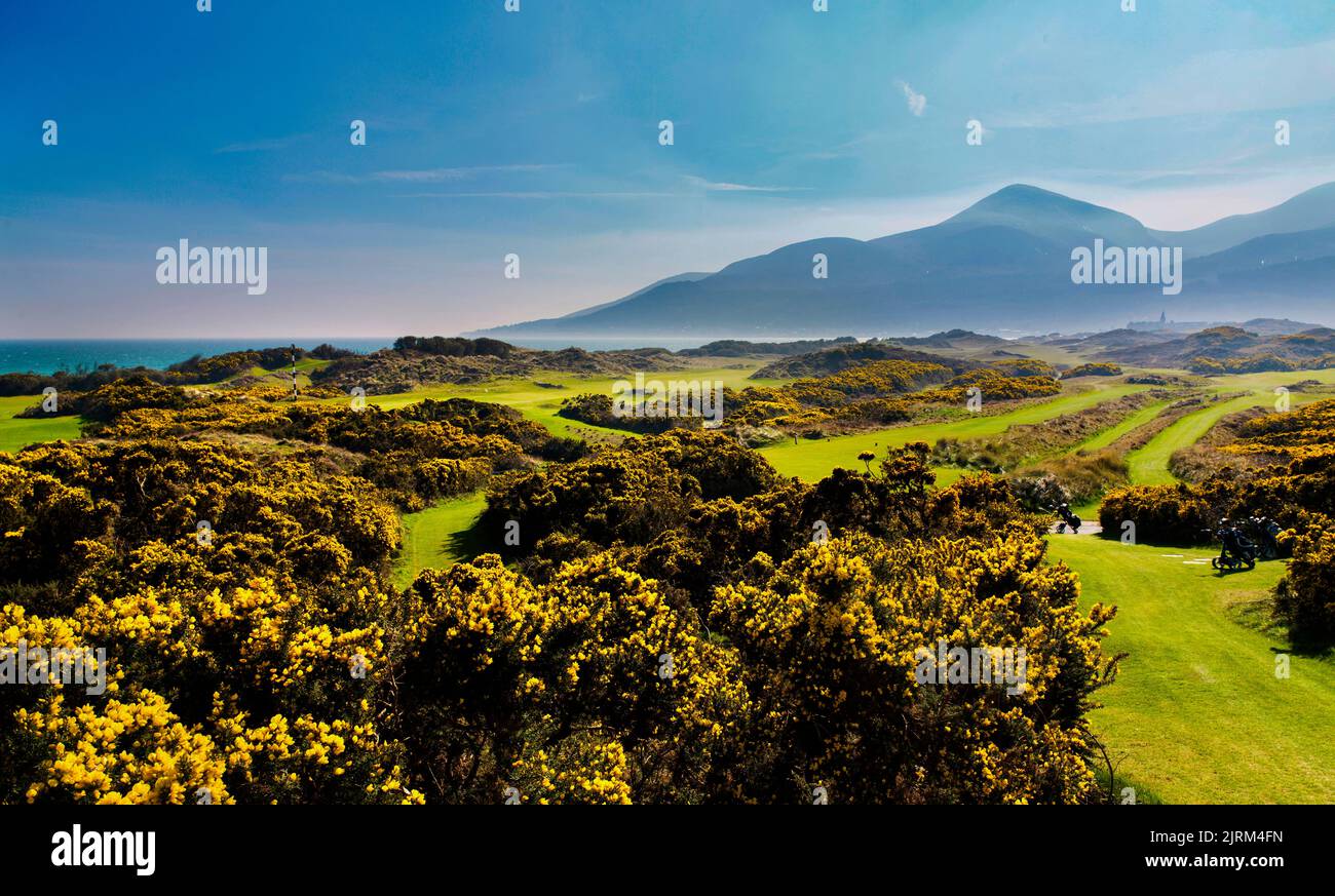 The Royal County Down Golf Course, Newcastle, Northern Ireland Stock ...