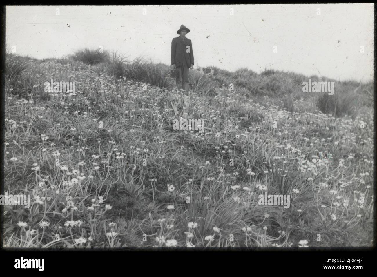 Celmisia spectabilis beds on the summit of Mt Waiopehu, Tararua Range ...