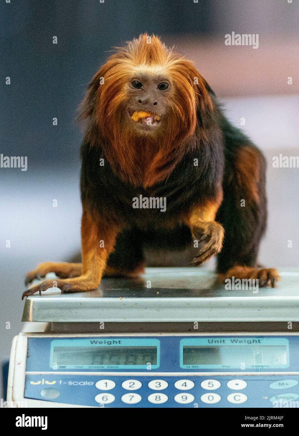 Golden headed tamarin london zoo hi-res stock photography and images ...