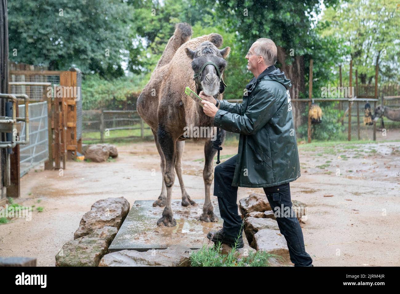 Noemie the Bactrian camel gets weighed by keeper Mick Tiley during the ...