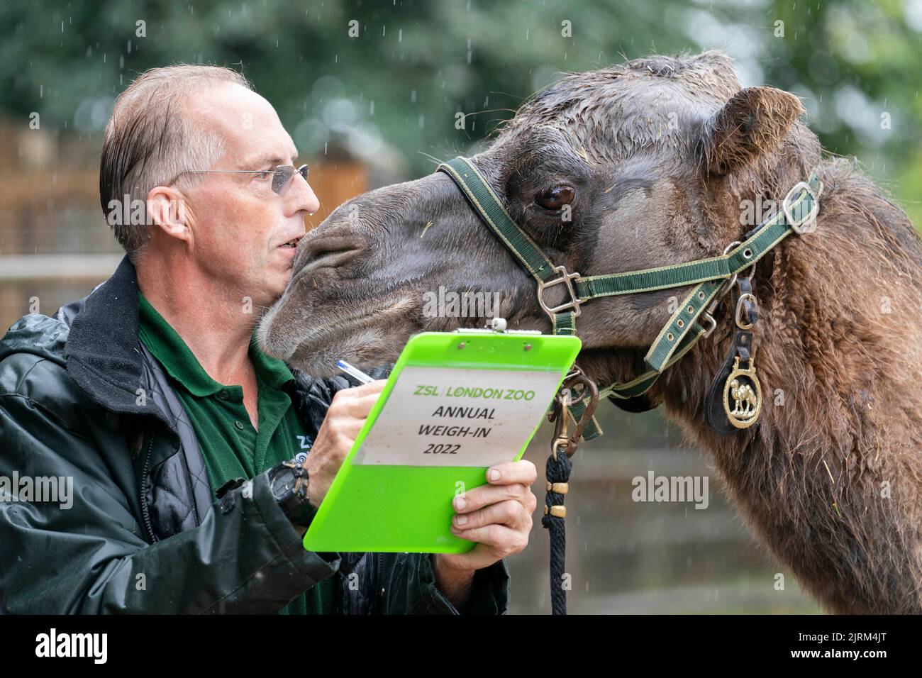 Noemie the Bactrian camel gets weighed by keeper Mick Tiley during the ...