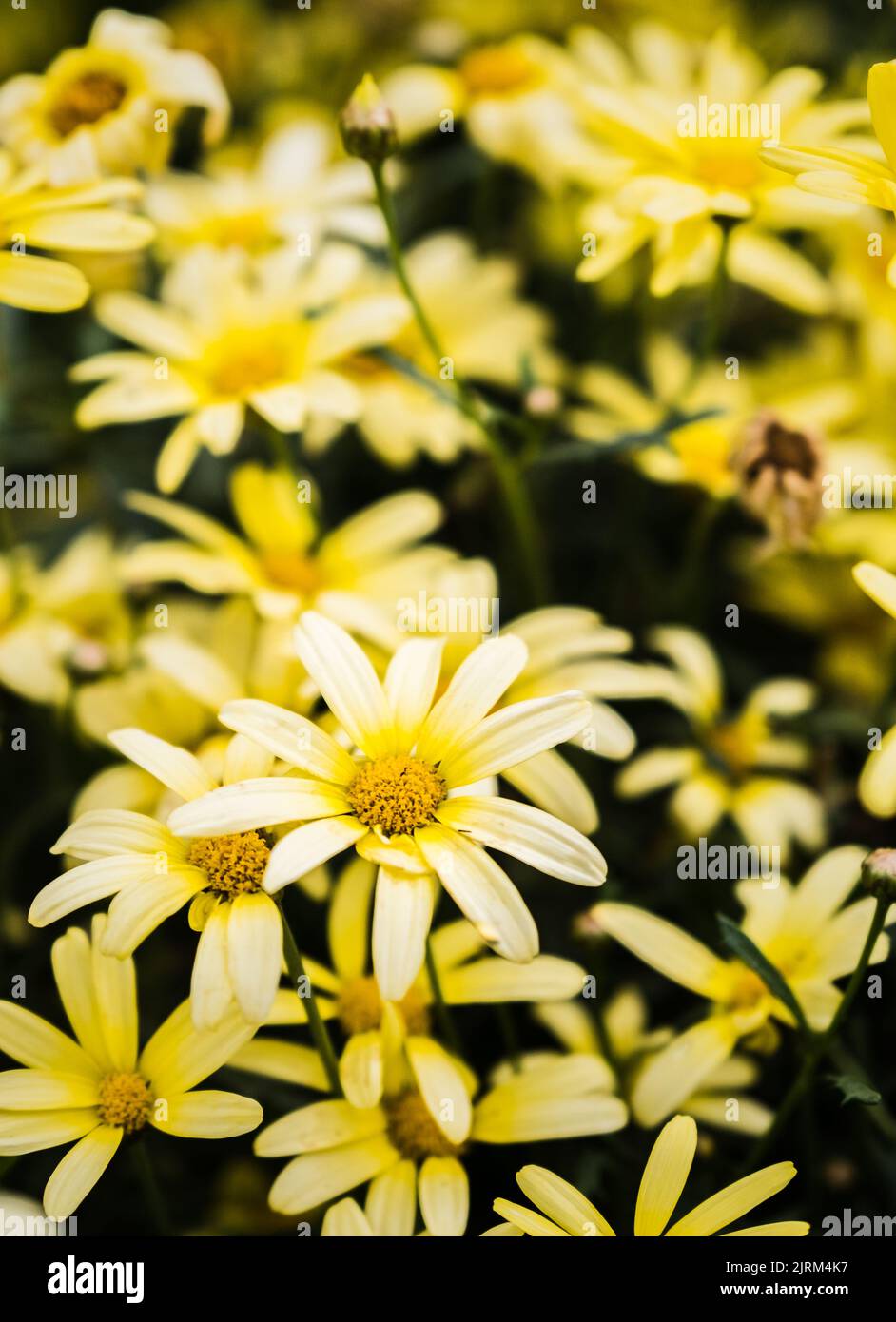 Eythrope Gardens on the Waddesdon Manor estate Stock Photo - Alamy