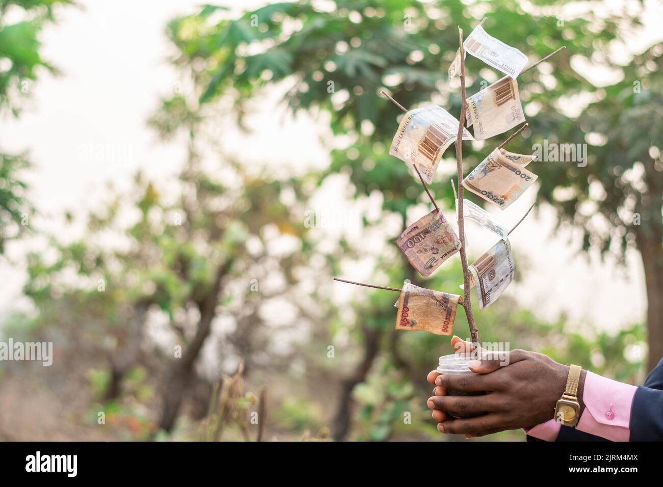 african business man holding a money tree outdoor Stock Photo - Alamy