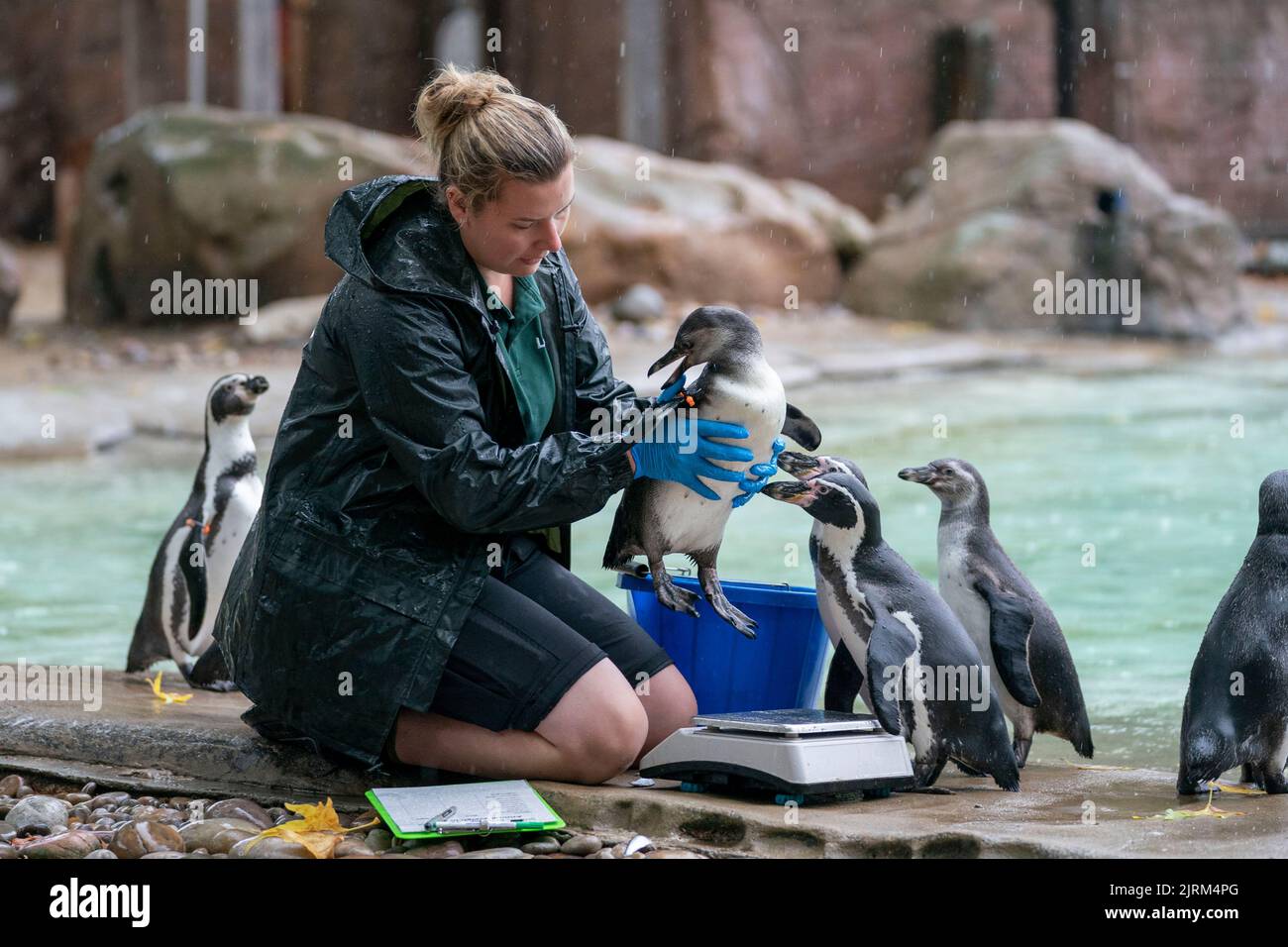 Humbolt penguins have their weight taken by zoo keeper Jess Jones ...