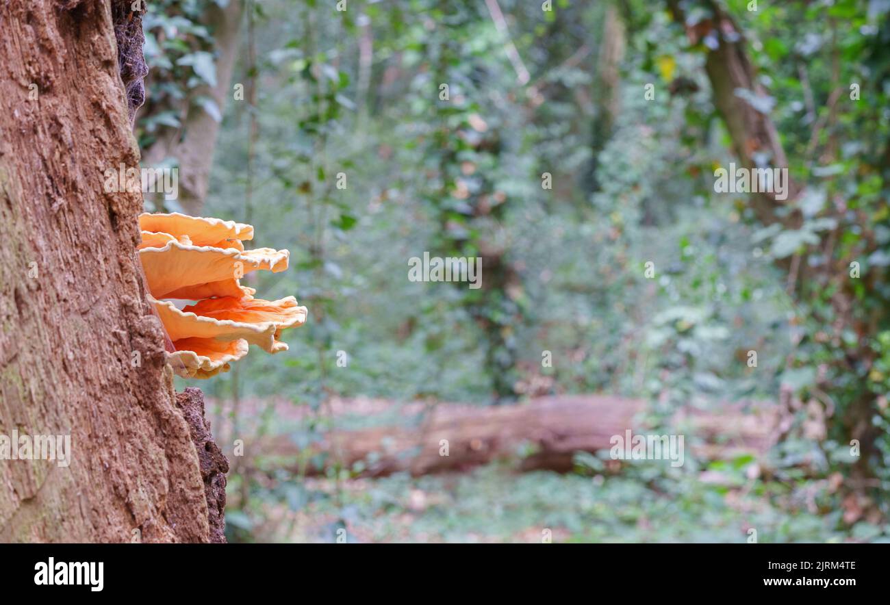 Woodland fungi fungus hi-res stock photography and images - Alamy