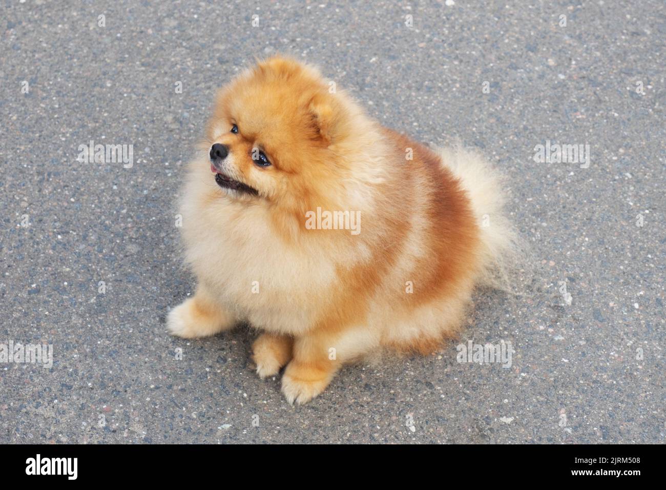 Red and yellow Pomeranian Spitz dog with a beautiful muzzle sits on the ...