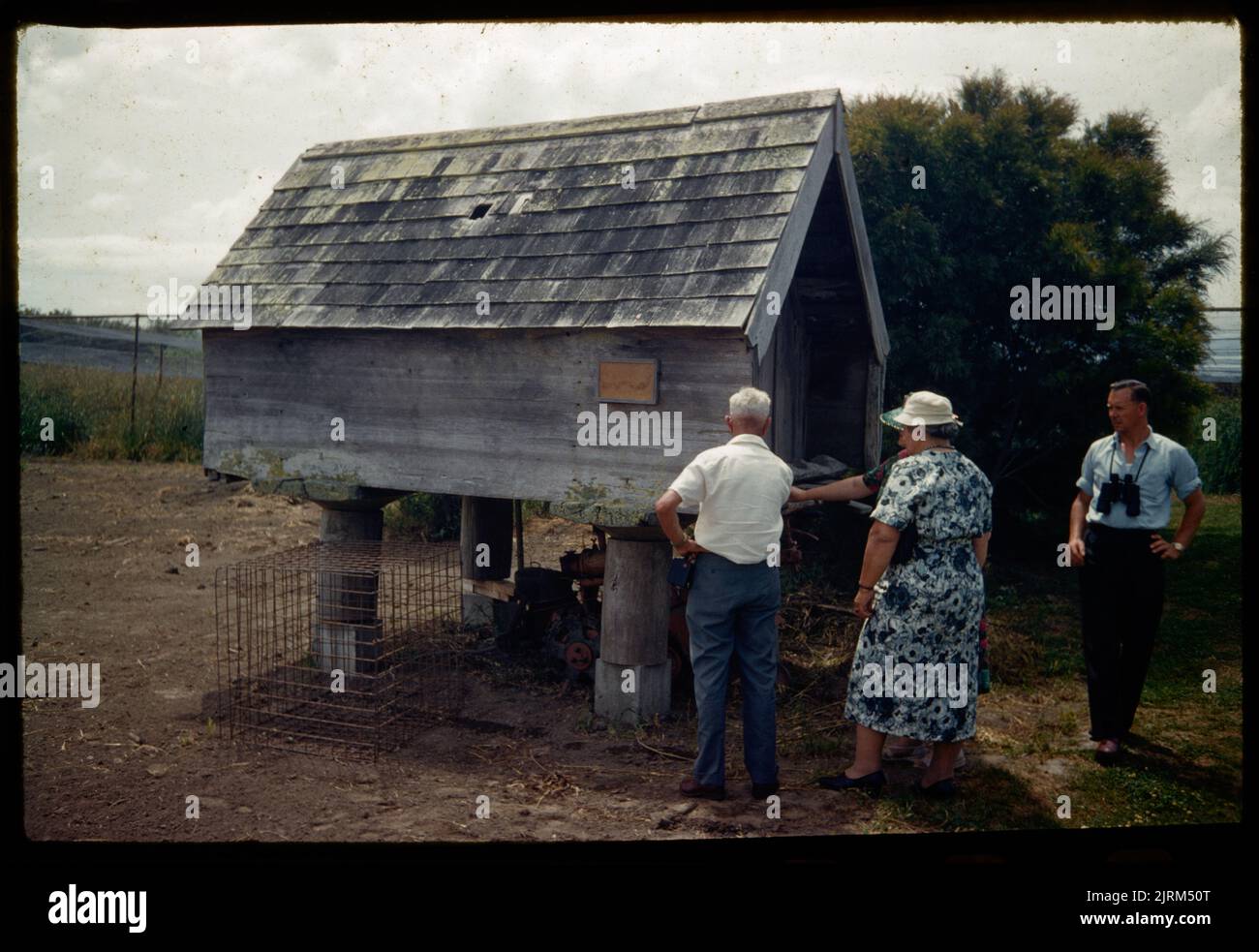 Maori rat hi-res stock photography and images - Alamy
