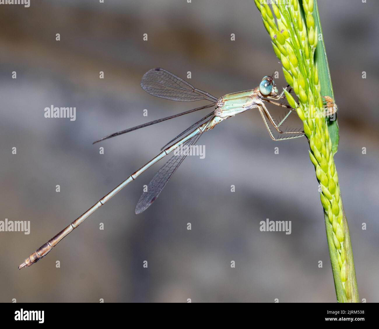Lestes concinnus hi-res stock photography and images - Alamy