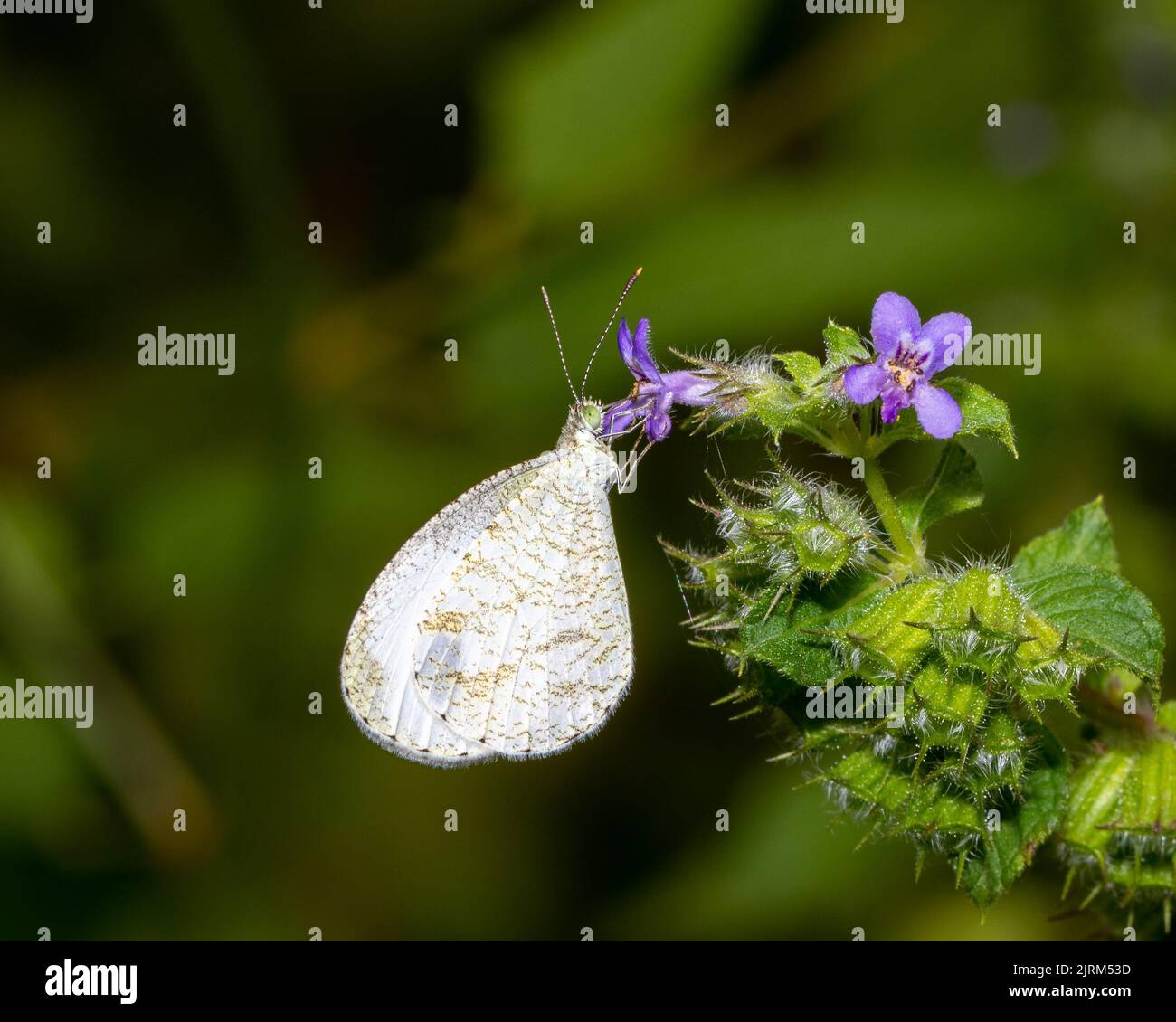 The psyche butterfly, leptosia nina nina, is a small species with a ...