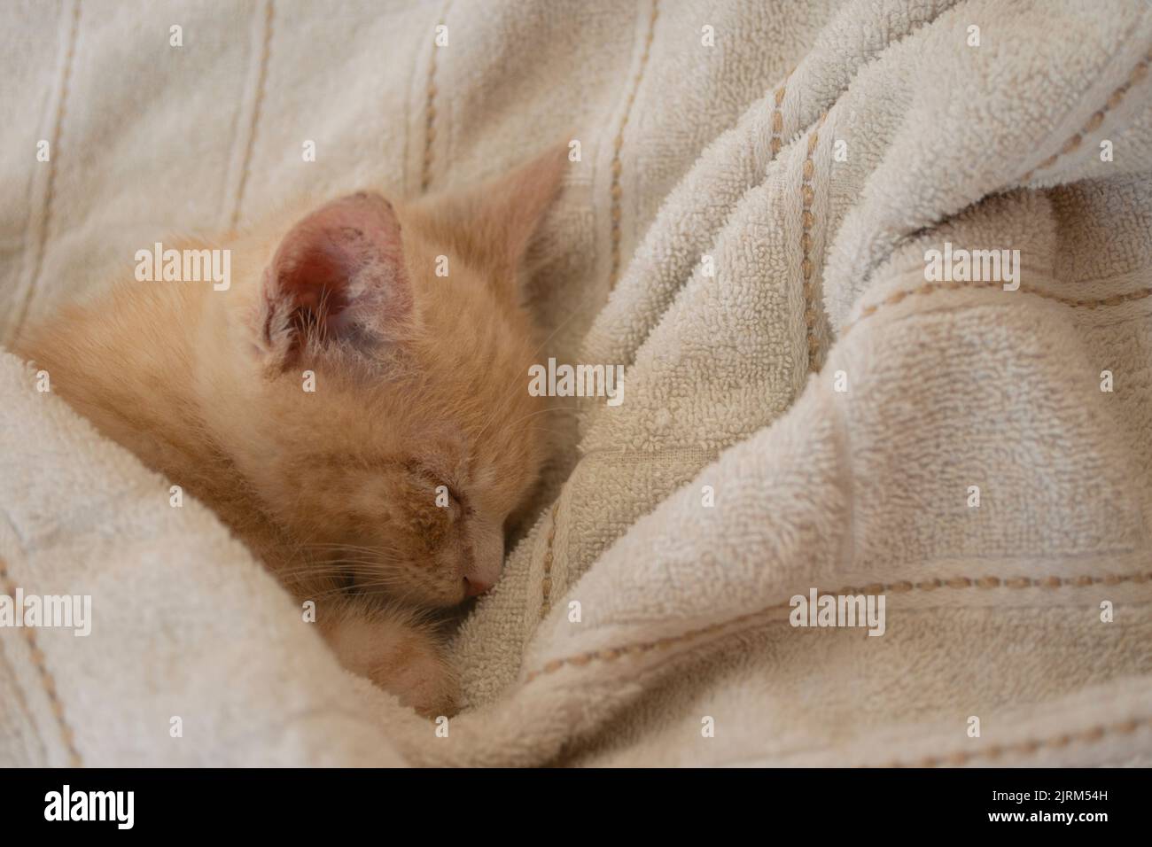 Approach to beautiful light brown baby kitten seen from above sleeping ...