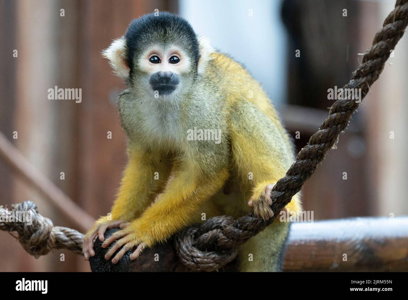 A squirrel monkey is seen during the weigh in during the annual weigh ...