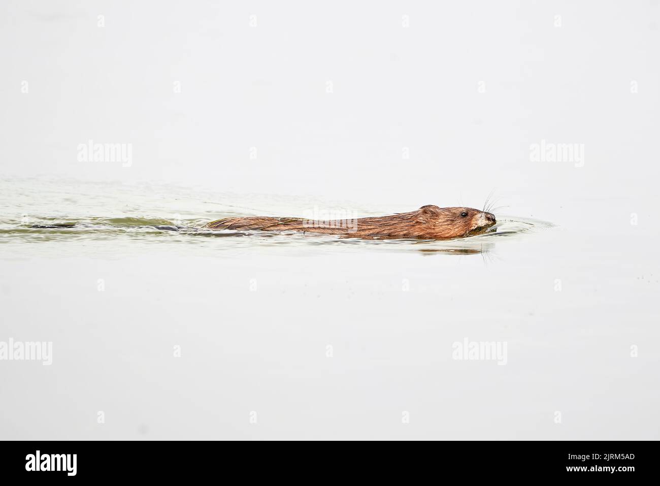 Muskrat eyes hi-res stock photography and images - Alamy