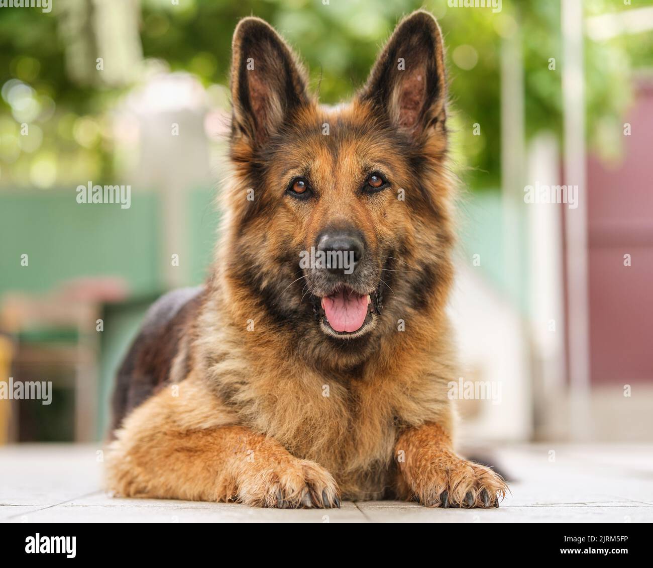Portrait of a German Shepherd dog lying, looking at the camera. Close ...