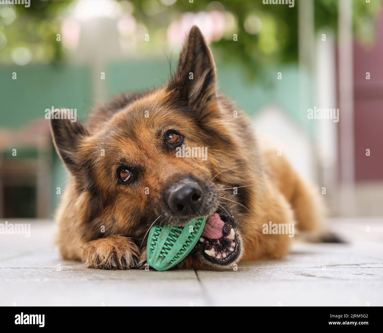 Portrait of a German Shepherd dog lying, holding her toy in a mouth ...