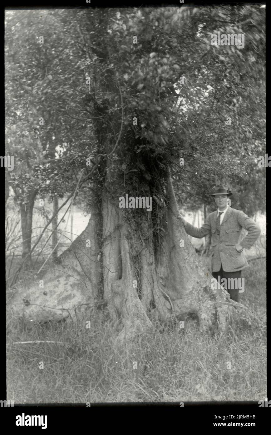 Laurelia novae zelandiae hi-res stock photography and images - Alamy