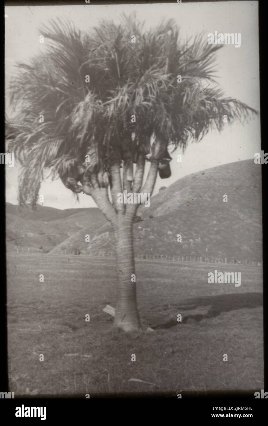 8 headed nikau palm near main highway at otaihanga hi-res stock ...