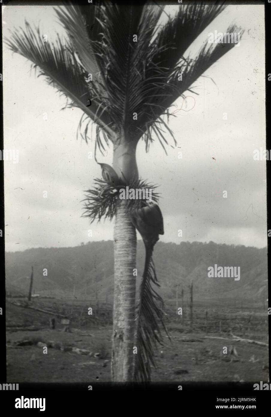 Nikau palm casting leaf hi-res stock photography and images - Alamy
