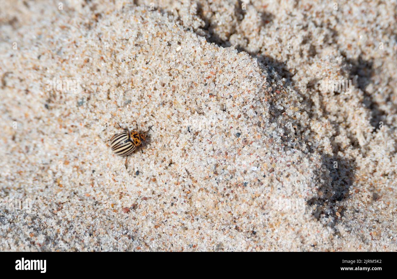 Colorado potato beetle on the sand. Harmful insect isolated on a sand ...