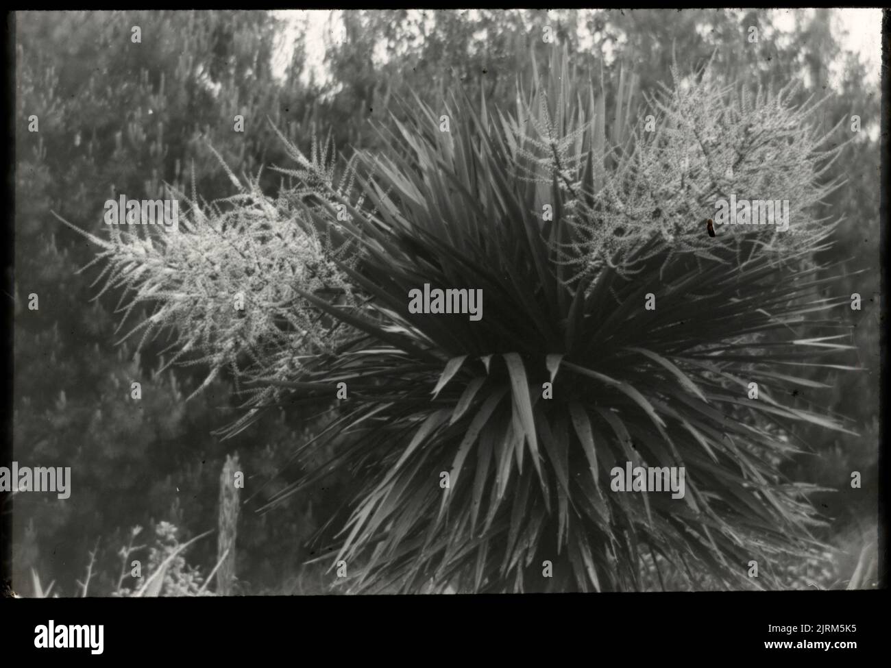 Flower spikes of the cabbage tree (Cordyline australis), Levin district ...
