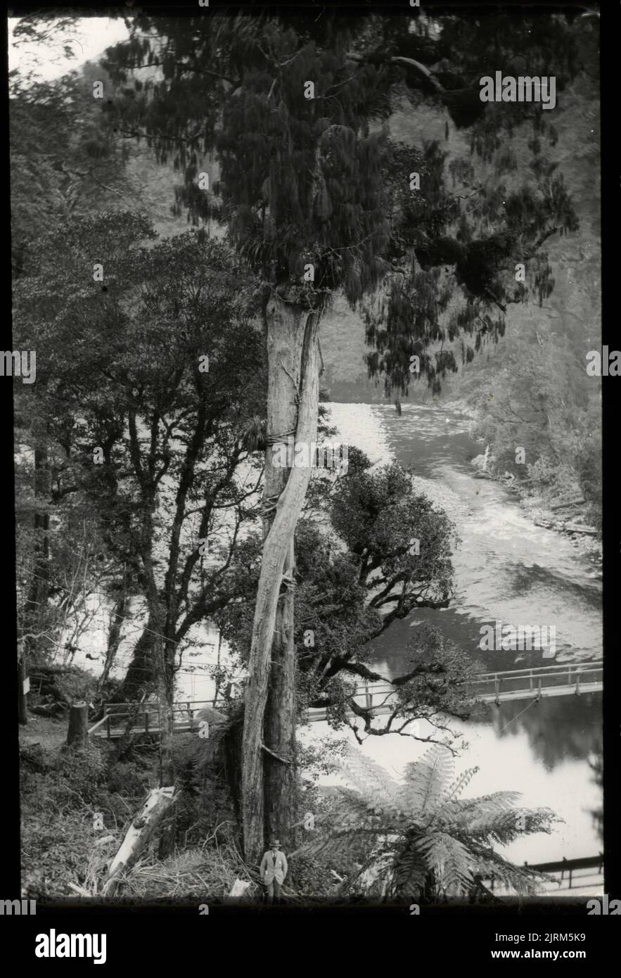Rimu tree hi-res stock photography and images - Alamy
