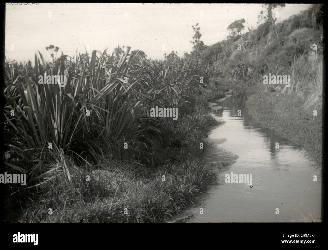 Swamp flax hi-res stock photography and images - Alamy