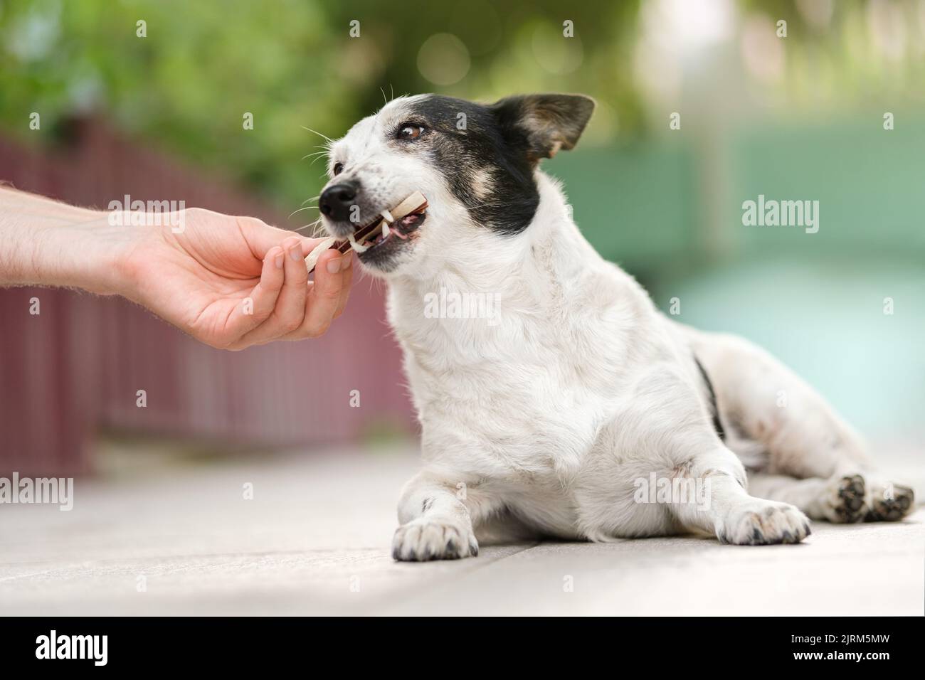 Man's hand giving snack treat to a small cute black and white dog ...