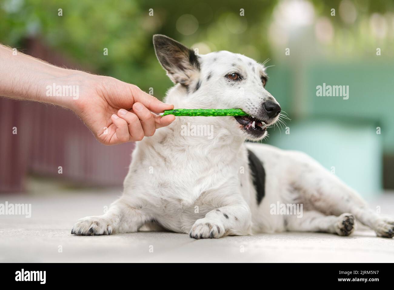 Close up shot of man's hand giving green snack treat to a small cute ...