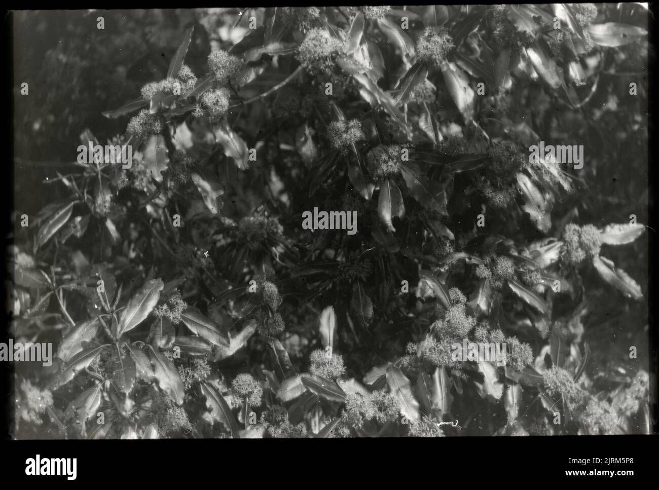 Lemonweed hi-res stock photography and images - Alamy