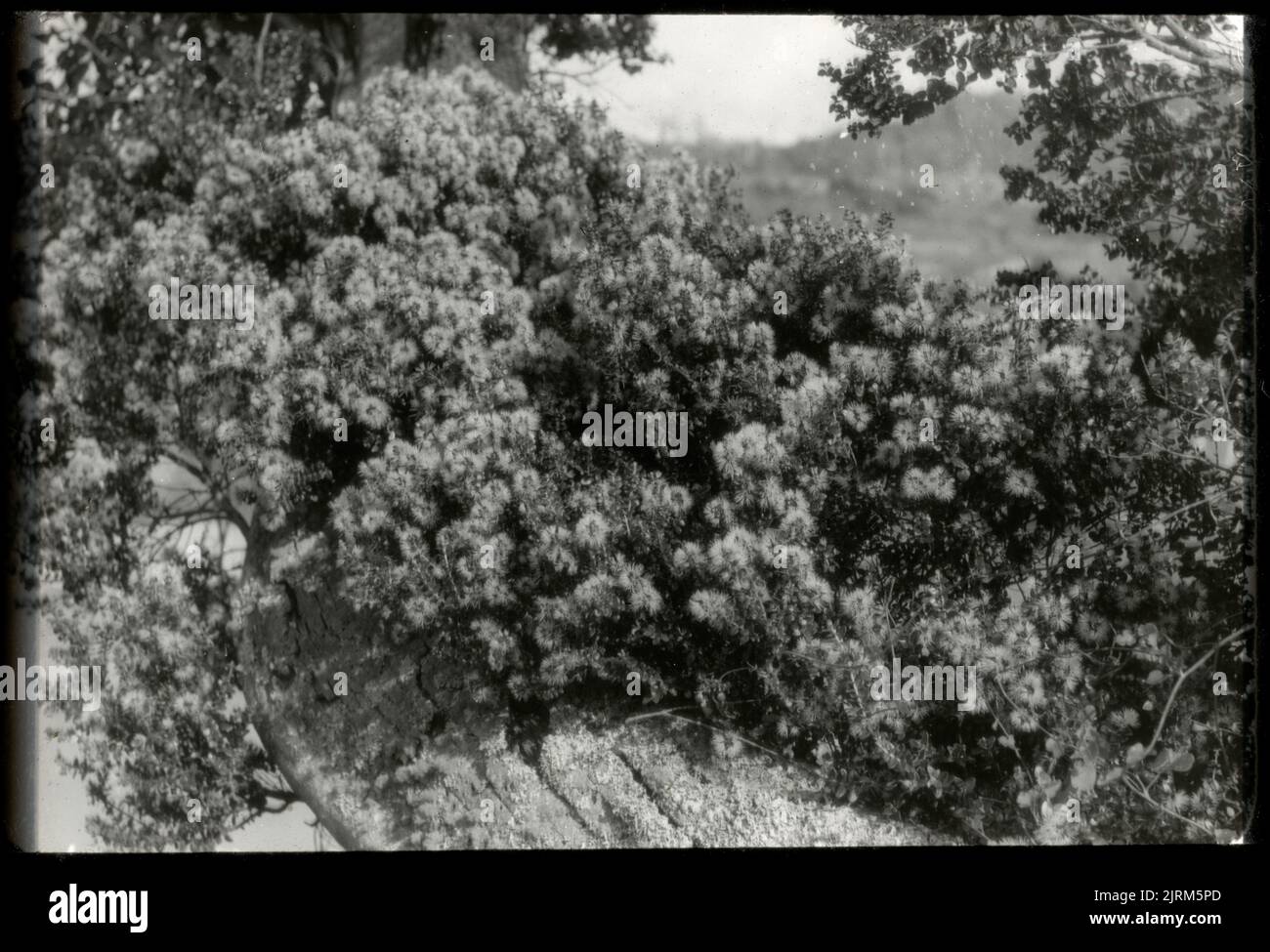 White rata hi-res stock photography and images - Alamy