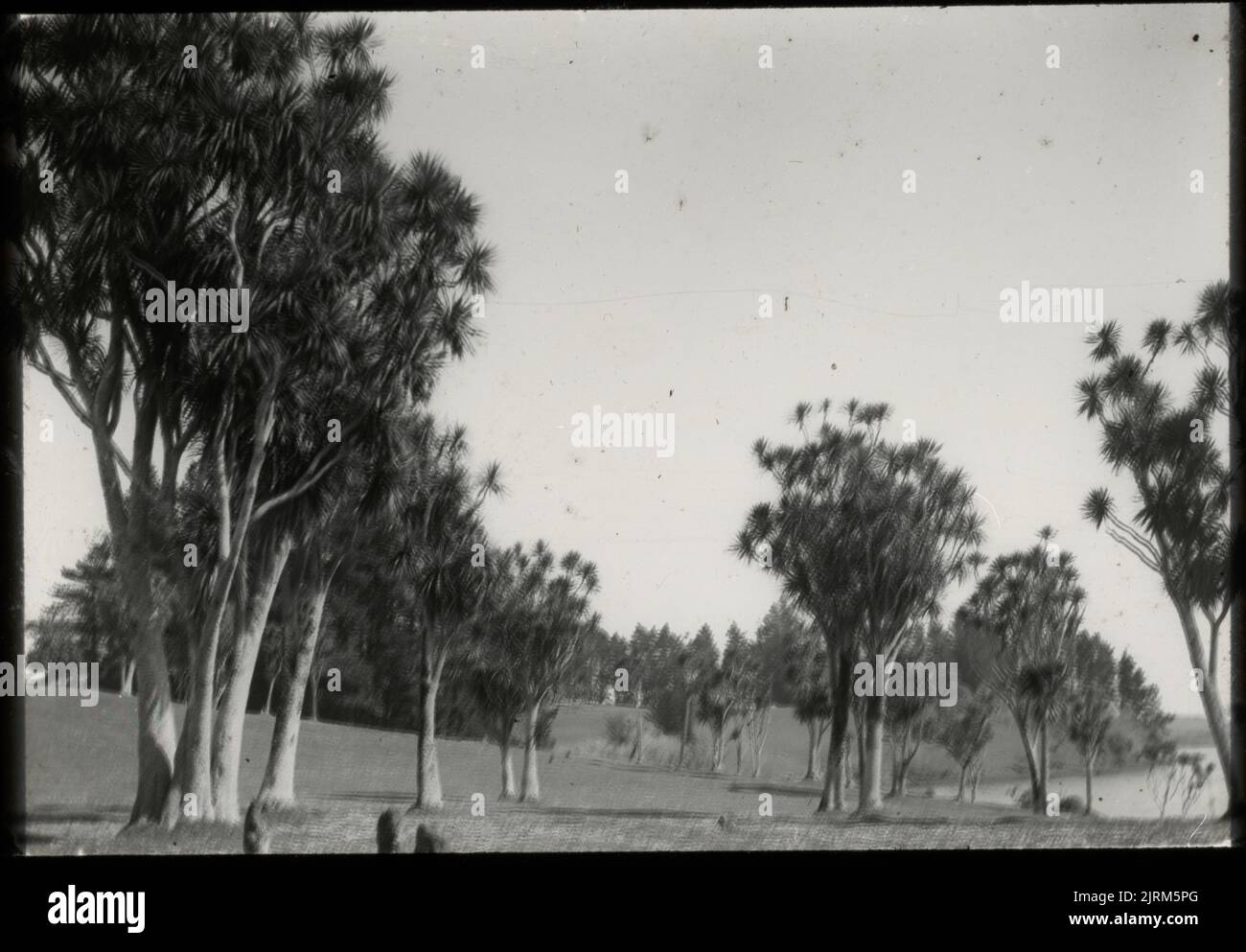 Cabbage tree bush on southern shore of Lake Papaitonga in Horowhenua ...
