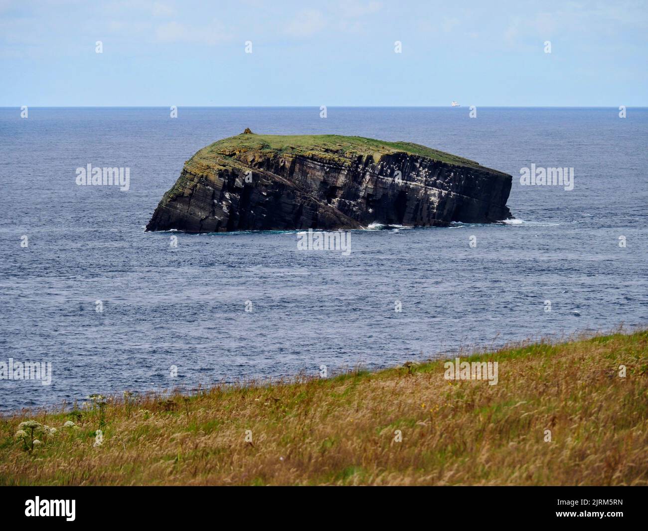 Horse of Copinsay, Orkney, Scotland Stock Photo - Alamy
