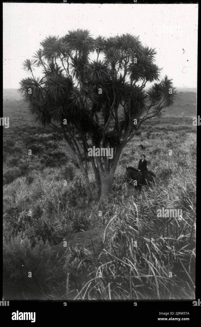 A large many-branched specimen of the cabbage tree (Cordyline australis ...