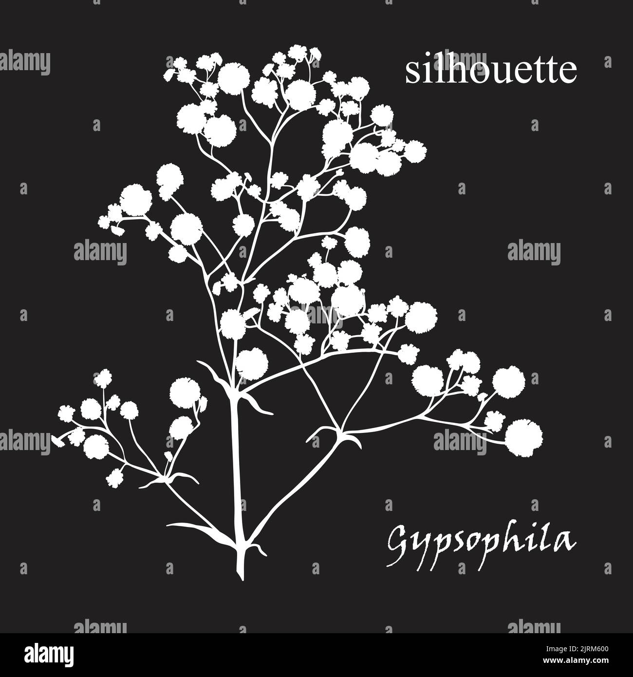 Branch of beautiful hand-drawn silhouette gypsophila Stock Vector Image ...