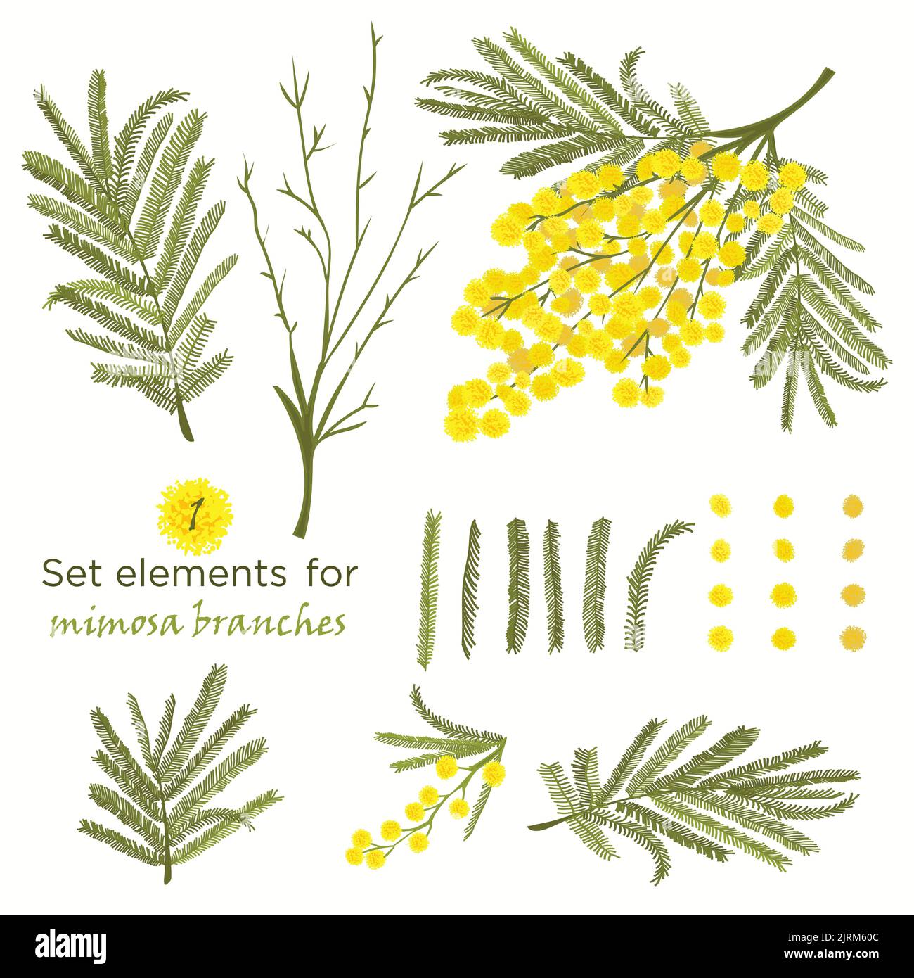 Mimosa yellow flower branches Cut Out Stock Images & Pictures - Alamy