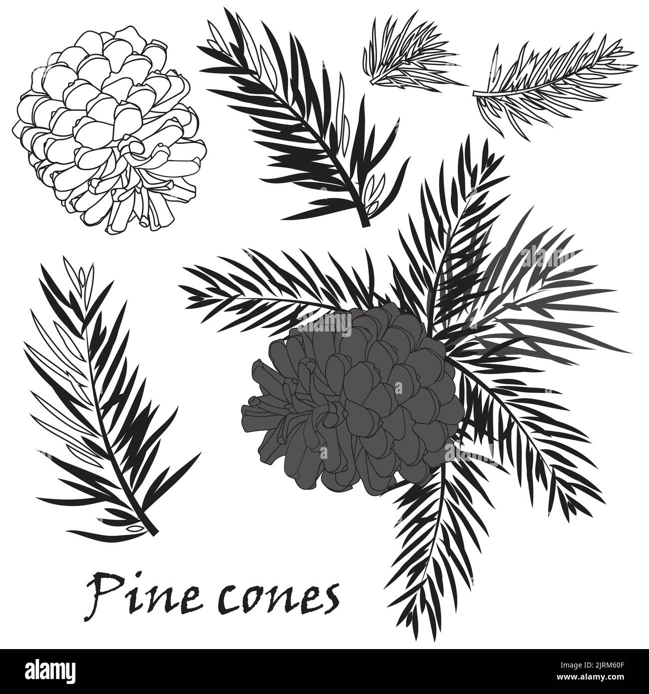 Fir tree cones black Stock Vector Images - Alamy