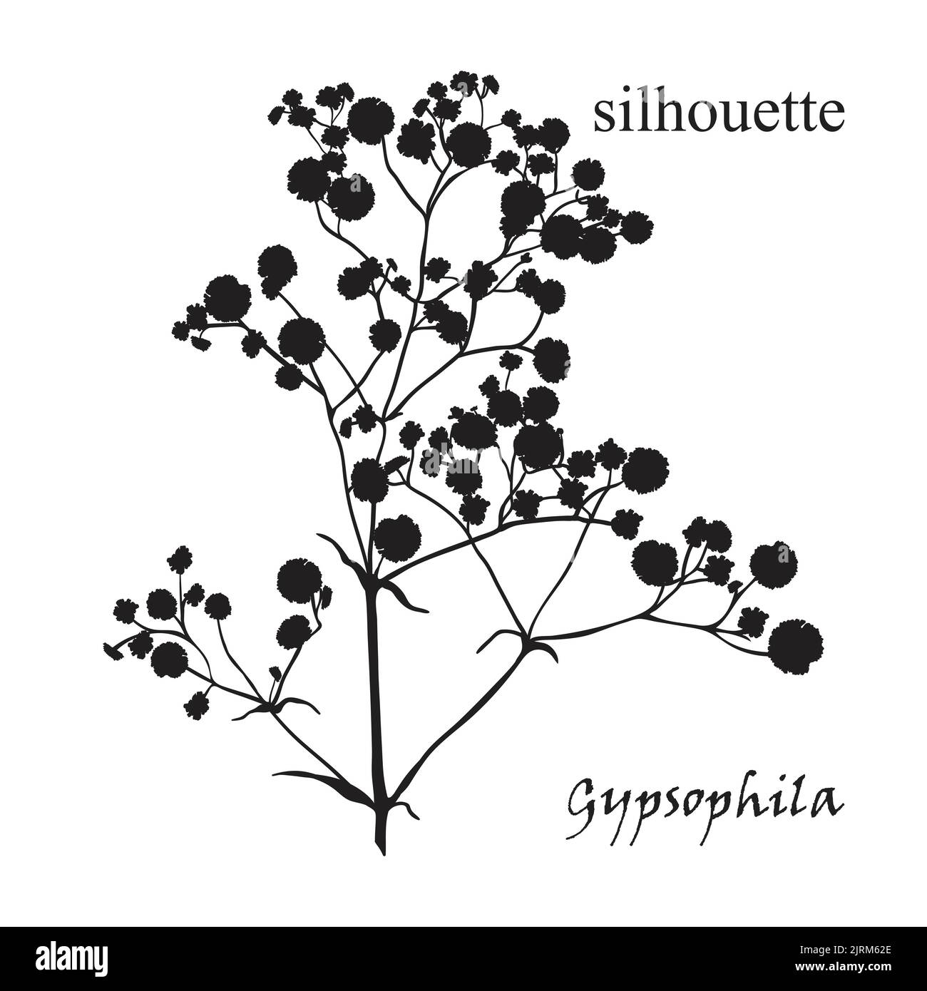 Branch of beautiful hand-drawn silhouette gypsophila Stock Vector Image ...