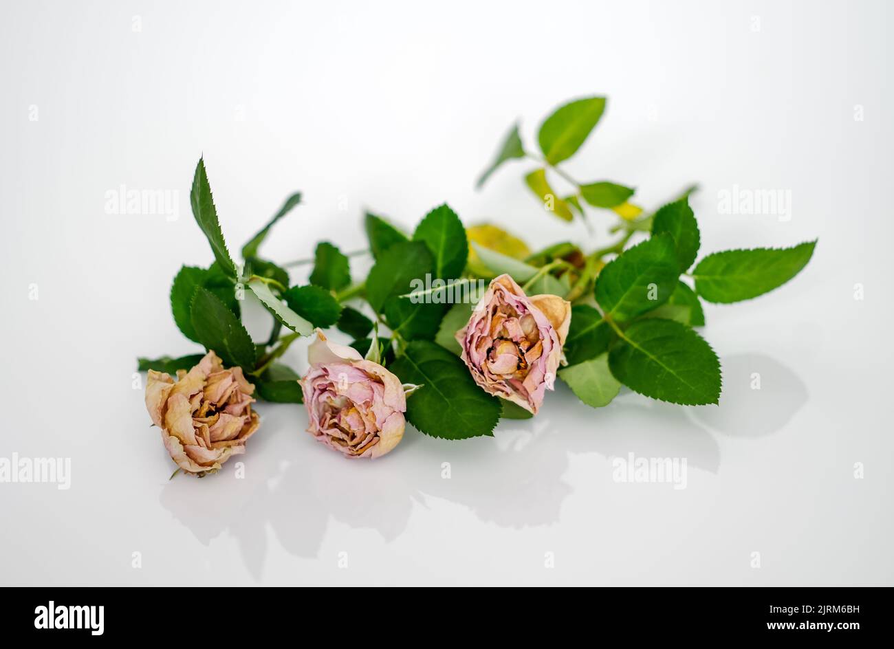 three pink roses, withered dry roses flowers isolated on a background of leaves from close ...