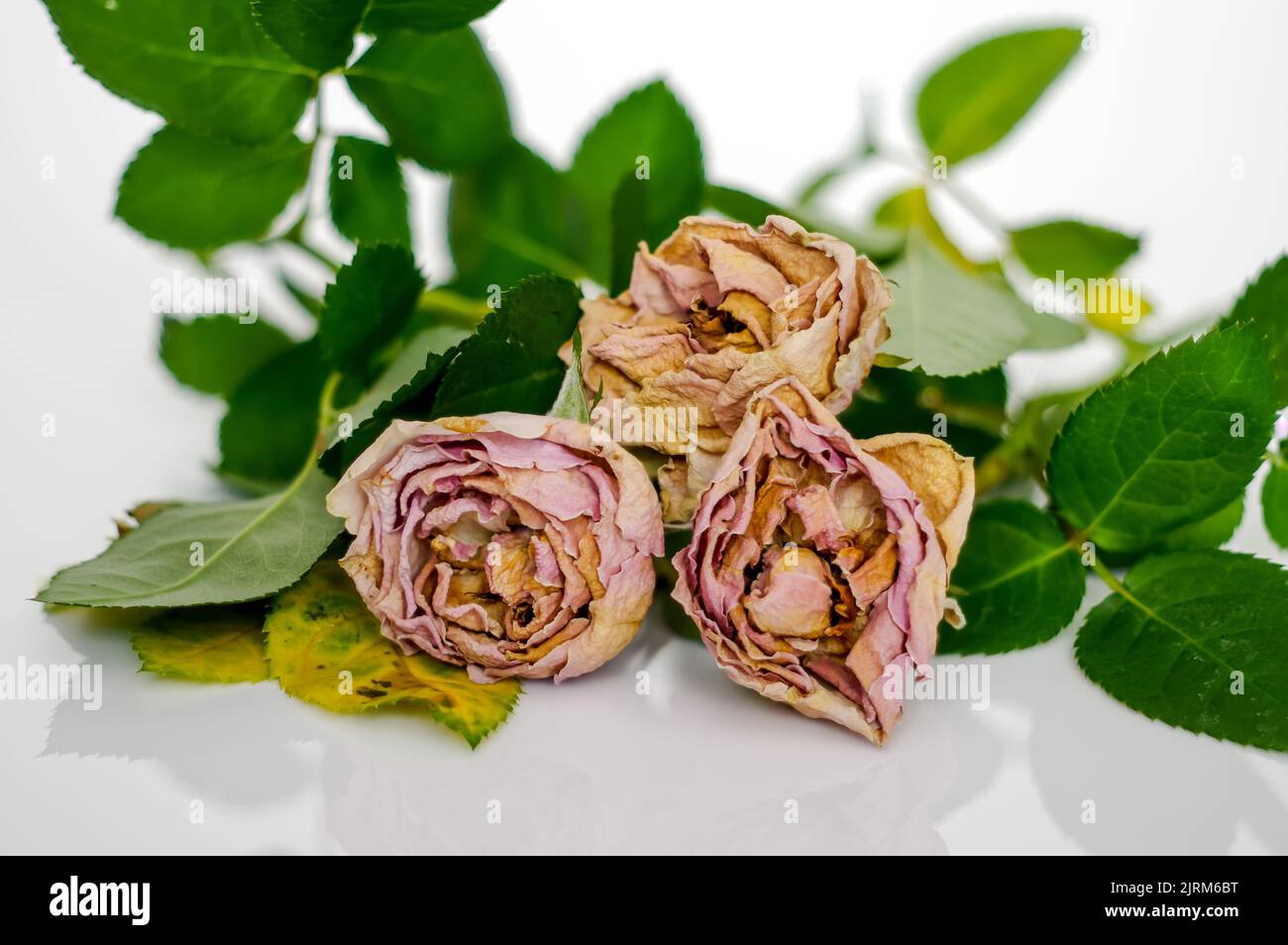 three pink roses, withered dry roses flowers isolated on a background of leaves from close ...