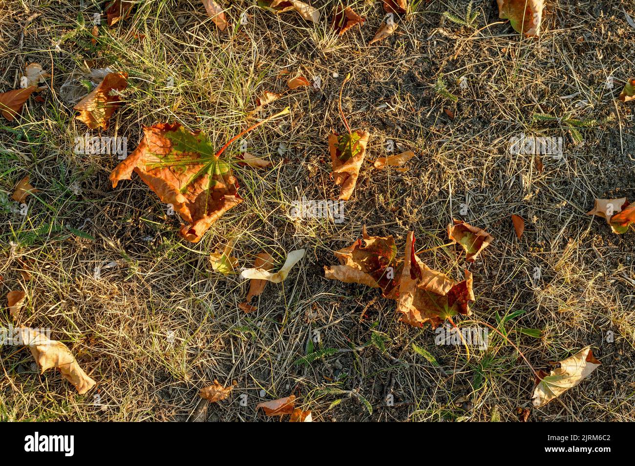 dry yellowed leaves and clumps of grass, lawn texture during drought ...