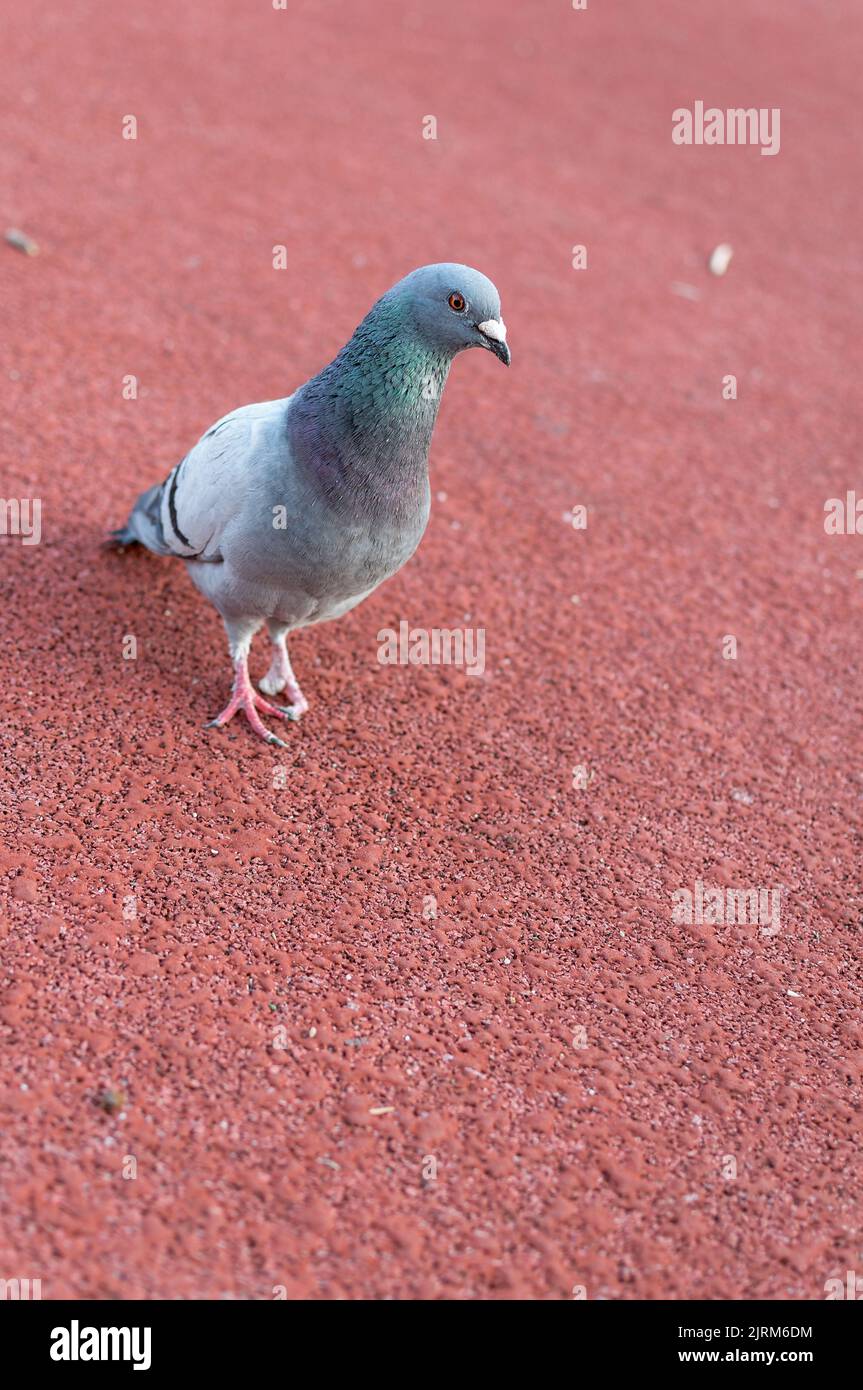 Maroon tartan hi-res stock photography and images - Alamy