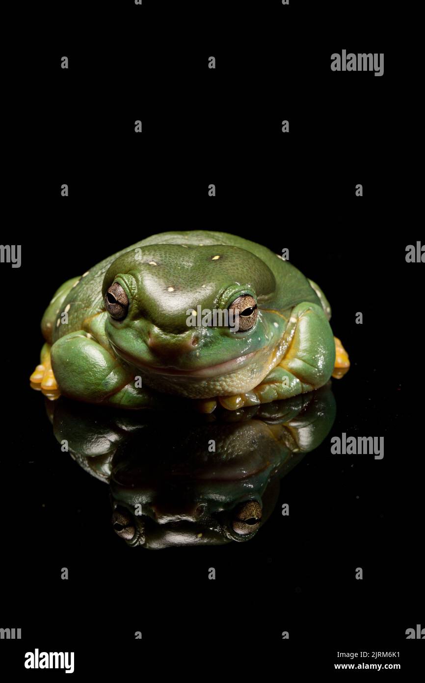 A vertical closeup shot of a green frog with its reflection on a dark ...