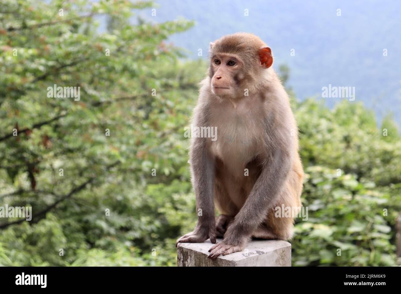 A closeup portrait of a funny macaque looking aside on natural ...