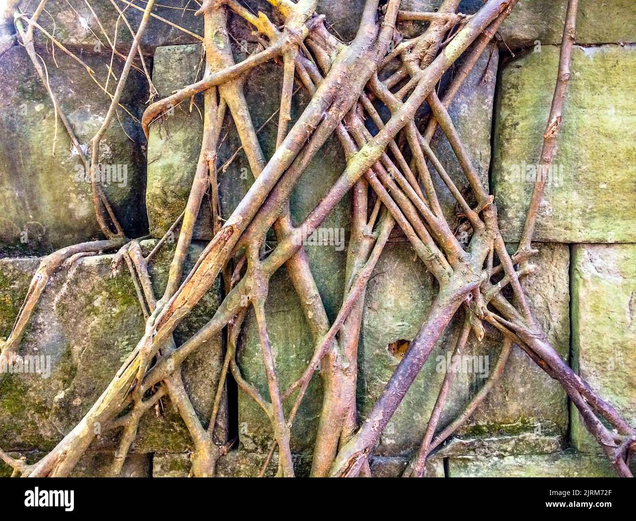 Branches covering the stone blocks at Beng Melia. Good for backgrounds ...