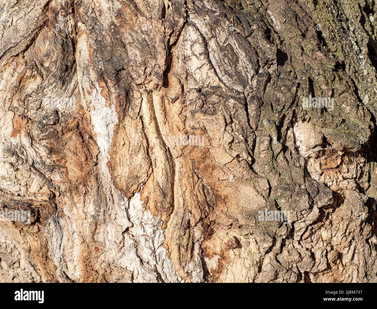 Wood Texture Background On A Tree Trunk Textures And Resources Stock