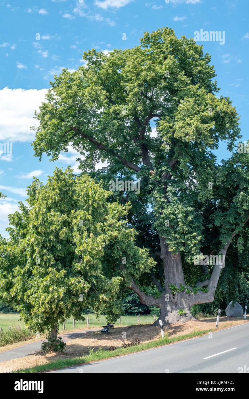 Dance lime tree hi-res stock photography and images - Alamy