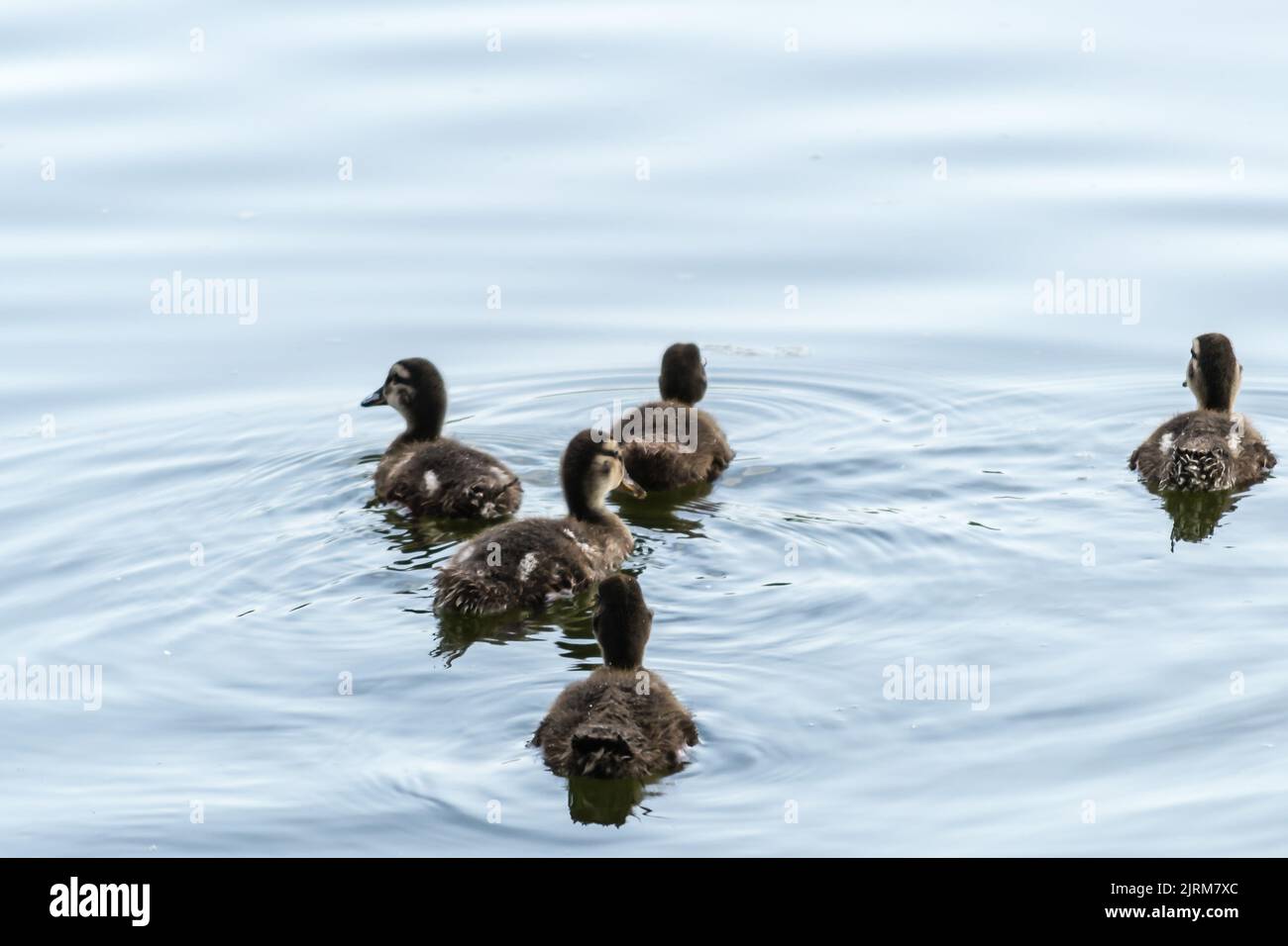 Ducklings in the water hi-res stock photography and images - Alamy