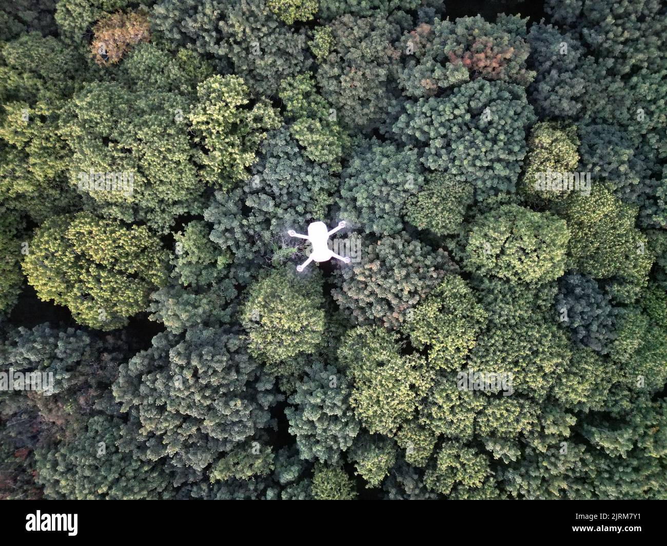 A top view of a drone over a dense forest Stock Photo - Alamy