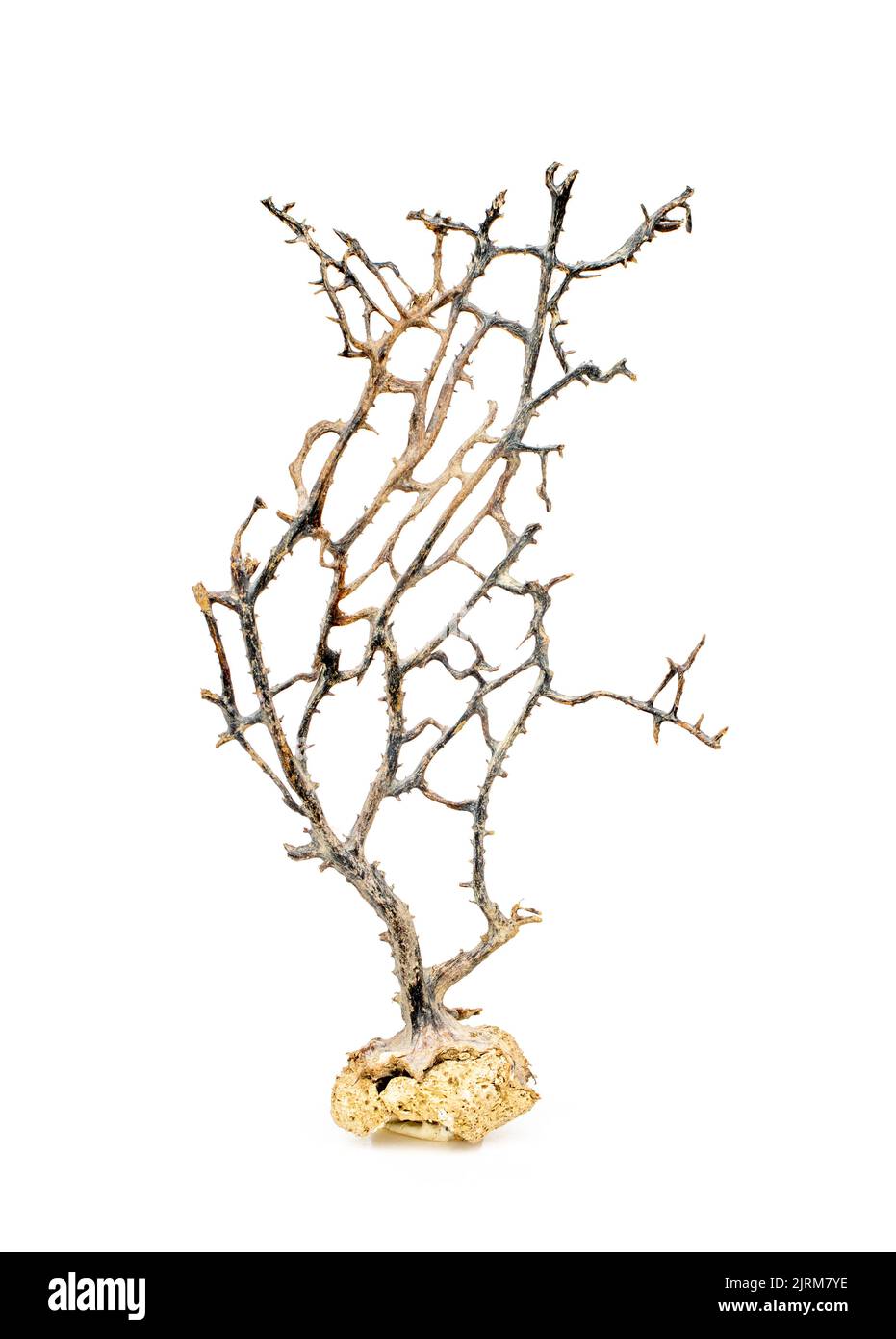 Coral reefs marine life Cut Out Stock Images & Pictures - Alamy