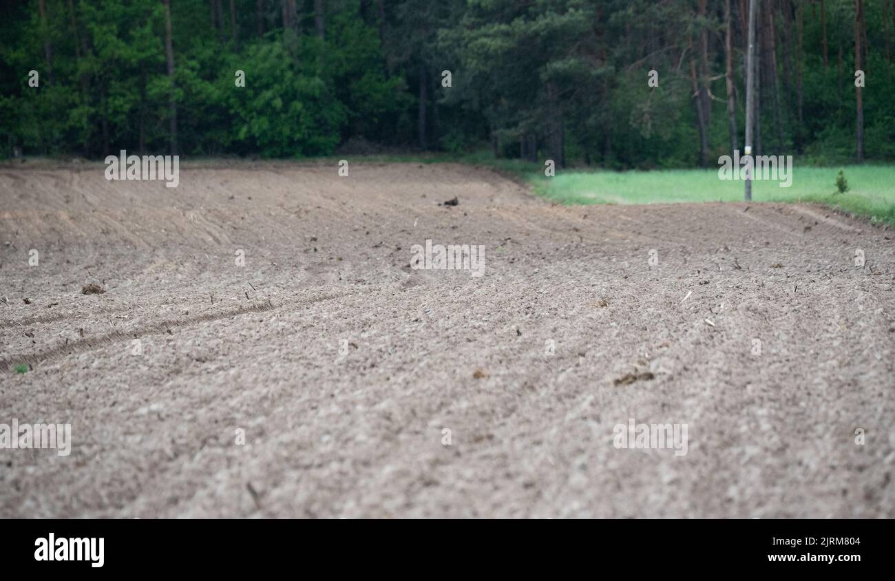 A cultivated field. Land prepared for sowing grain. Freshly cultivated ...