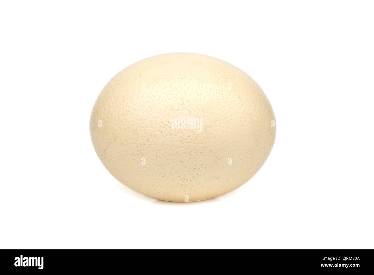 Image of ostrich egg isolated on white background Stock Photo - Alamy